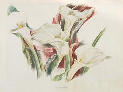 Demuth, Charles Henry; Lithograph, (after), Calla Lilies, 19 inch.