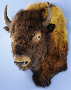 Taxidermy; Bison, Shoulder Mount.
