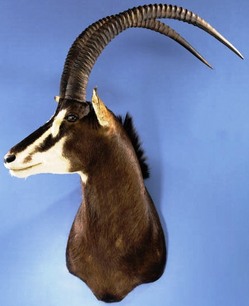 Taxidermy; Antelope (Sable), Shoulder Mount, Africa.