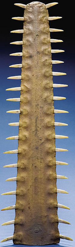Specimen; Sawfish Bill, 26 inch.
