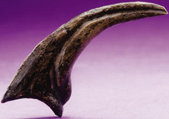 Fossil; Dinosaur, Raptor, Deltadromeosaurus, Hand Claw, Cretaceous ...