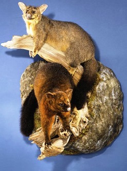 Taxidermy; Brushtail Possums (2), Full Body, Diorama, Australia.