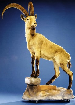 Taxidermy; Ibex (Mongolian), Full Body, Diorama Base, Record Book.