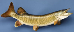 Taxidermy; Fish, Tiger Muskie, Wall Mount, 31 inch.
