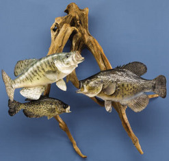 Taxidermy; Fish, Black Crappie (3), Driftwood Mount.