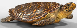 Taxidermy; Sea Turtle, Full Body, 18 inch.