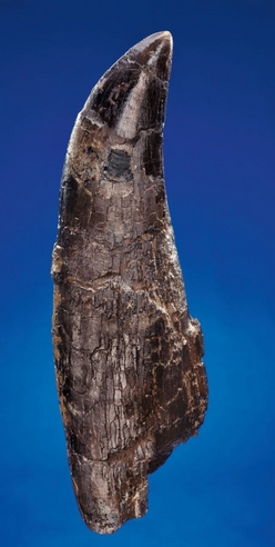 Fossil; Dinosaur, Tyrannosaurus Rex, Tooth & Root, South Dakota, 7 inch.