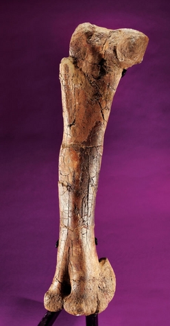 Fossil; Dinosaur, Hadrosauridae, Femur, Montana, 34 inch.