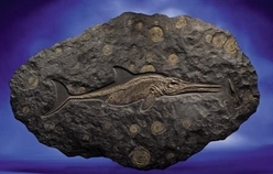 Fossil; Ichthyosaur, Full Body, Jurassic Fish Lizard, Germany, 3 ft.