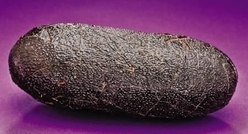 Fossil; Dinosaur, Raptor, Oviraptor, Egg, Cretaceous, Chinese, 6 inch.