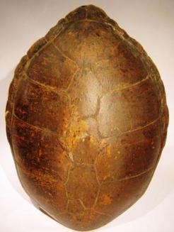 Carapace; Sea Turtle, 44 inch.