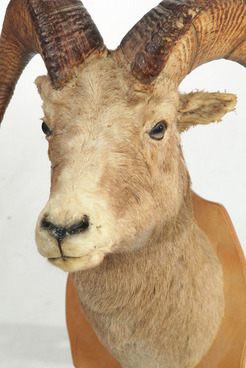 Taxidermy; Stone Sheep, Shoulder Mount, British Columbia.