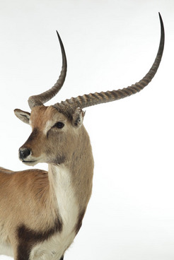 Taxidermy; Lechwe, Full Body Mount.