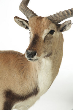 Taxidermy; Lechwe, Full Body Mount.