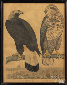 Wilson, Alexander; Engraving (3), (after), Birds, American Ornithology ...