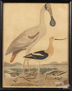 Wilson, Alexander; Engraving (3), (after), Birds, American Ornithology ...