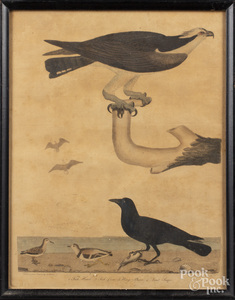 Wilson, Alexander; Engraving (3), (after), Birds, American Ornithology ...